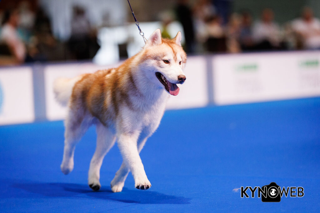 World Dog Show